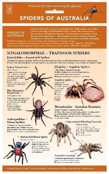 Spiders of Australia - ID Chart